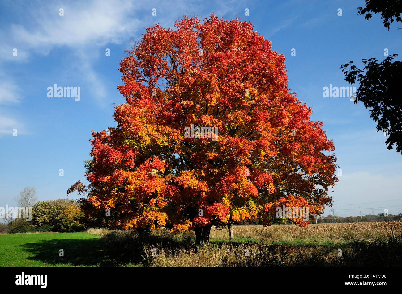 Maple tree in full autumn bloom Stock Photo - Alamy