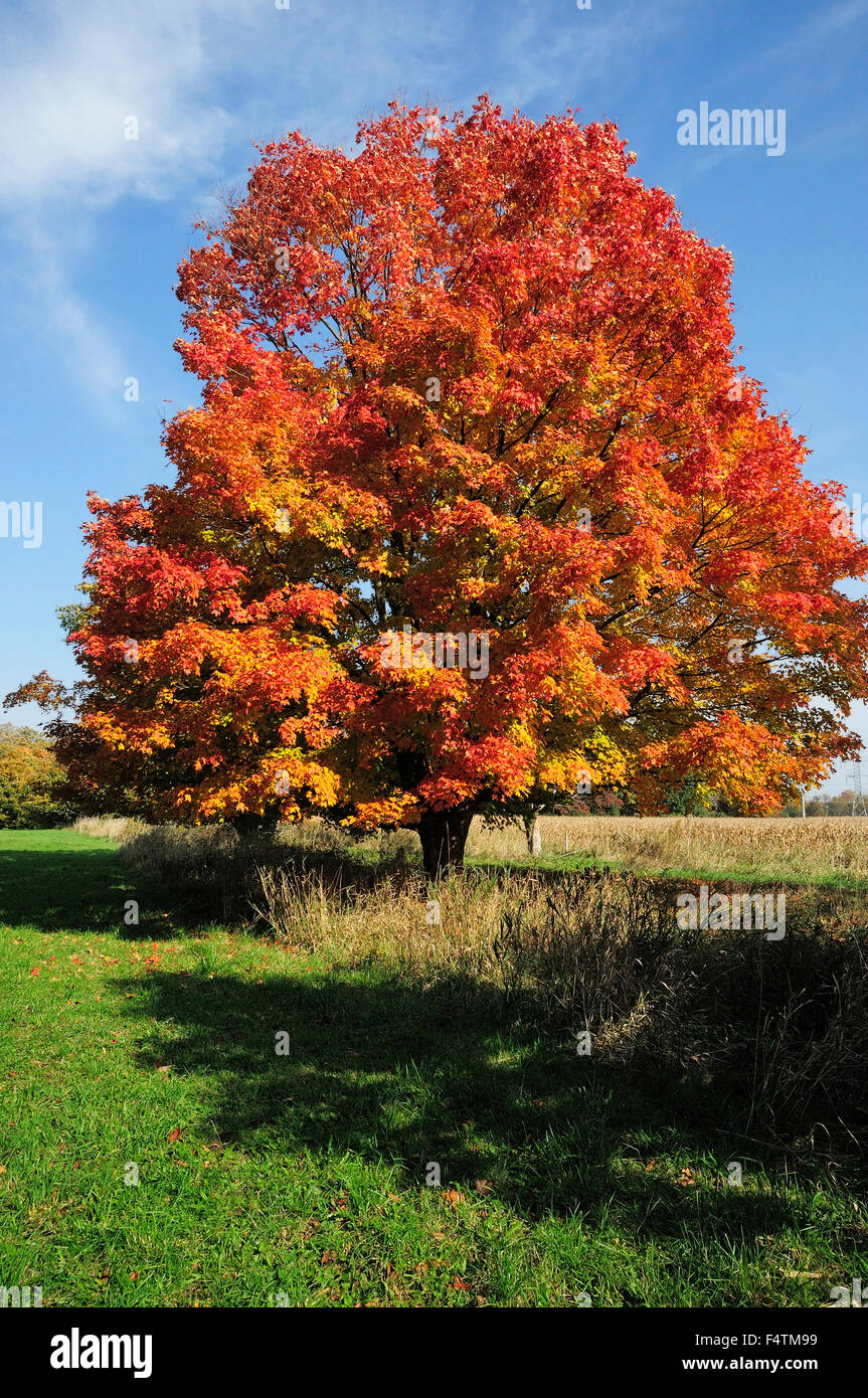 Maple tree in full autumn bloom Stock Photo - Alamy