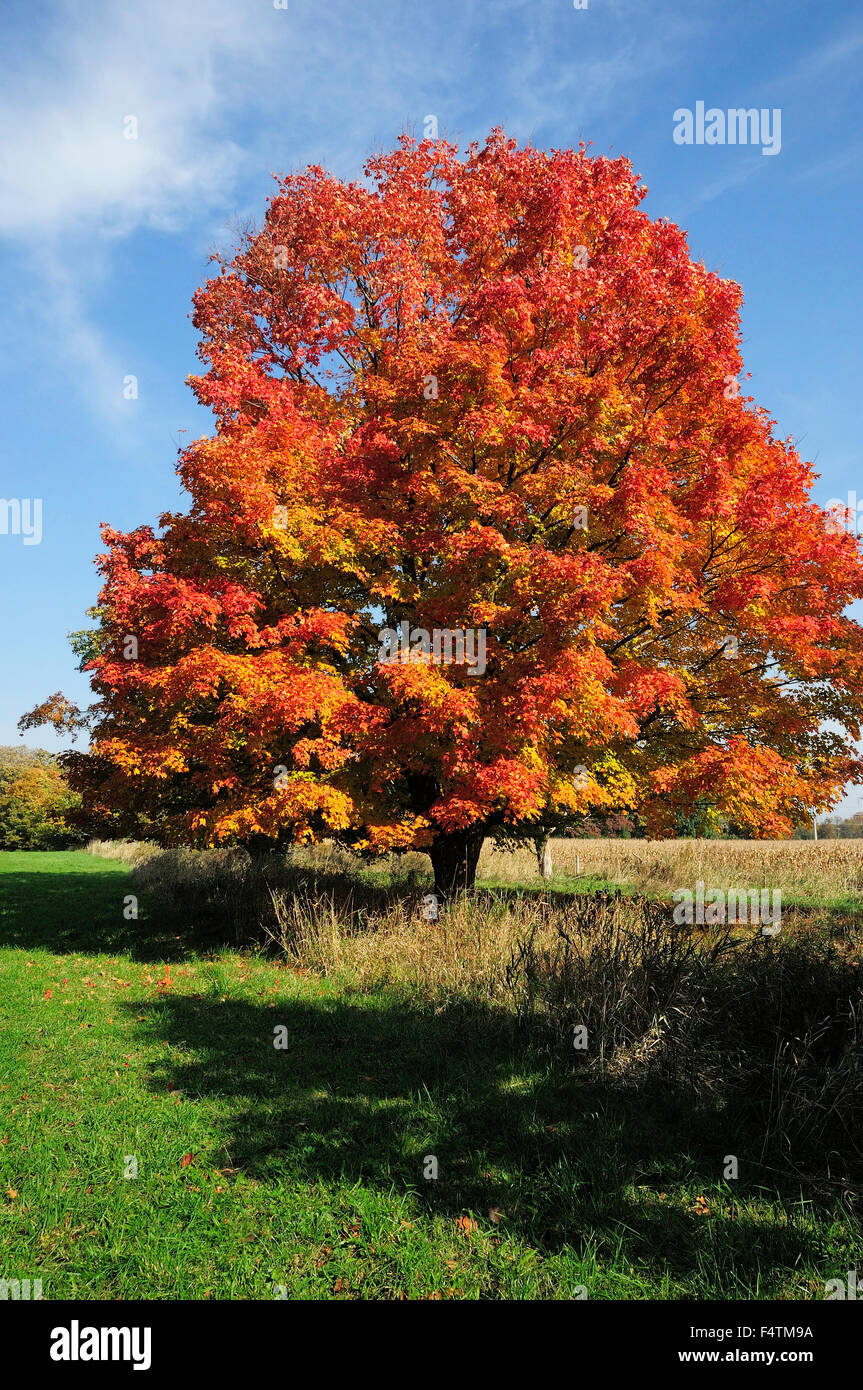 Maple tree in full autumn bloom Stock Photo - Alamy