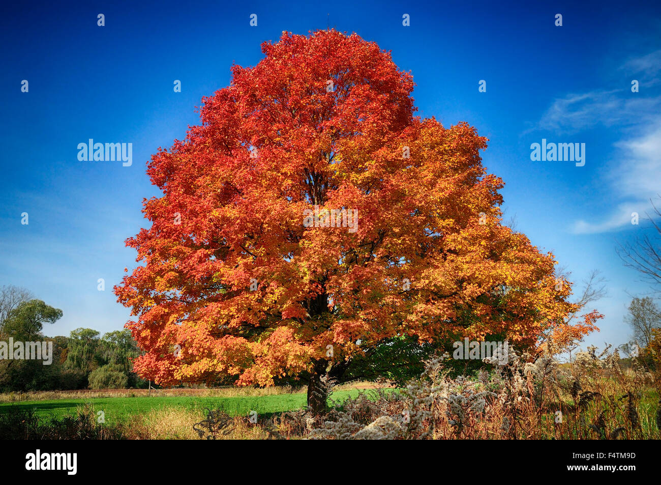 Maple tree in full autumn bloom. HDR Stock Photo - Alamy