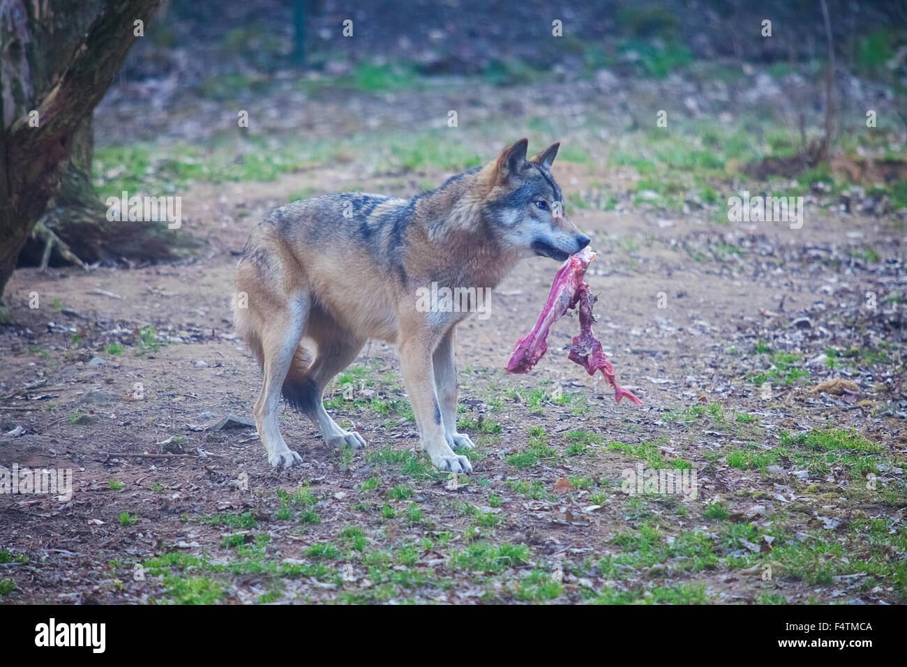 Wolf bone hi-res stock photography and images - Alamy