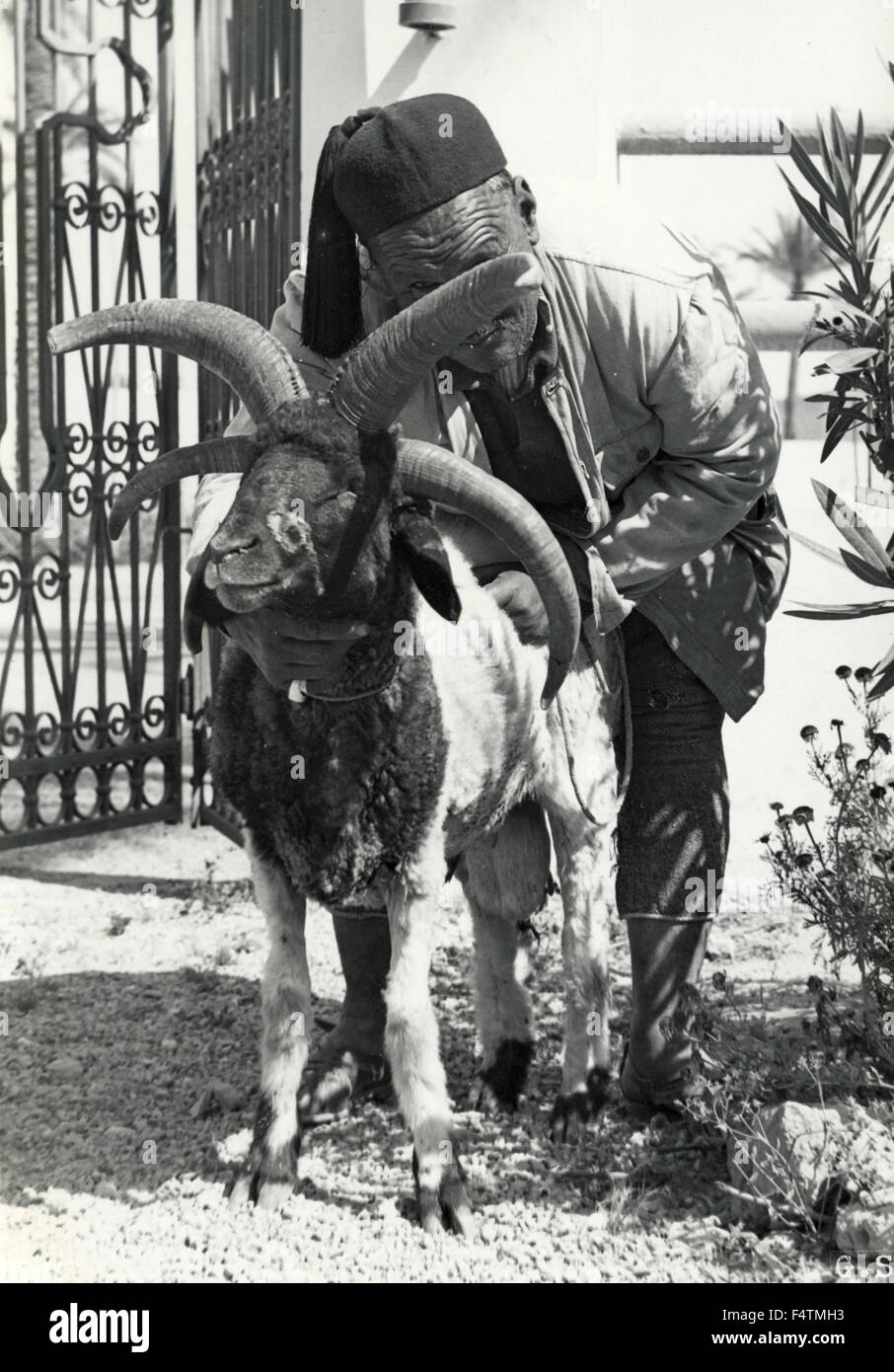 A North African man hugs a goat Stock Photo - Alamy