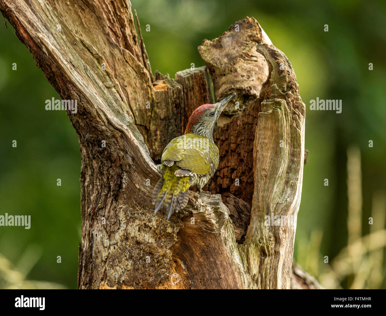 Juvenile European Green Woodpecker (Picus viridis) foraging in natural ...