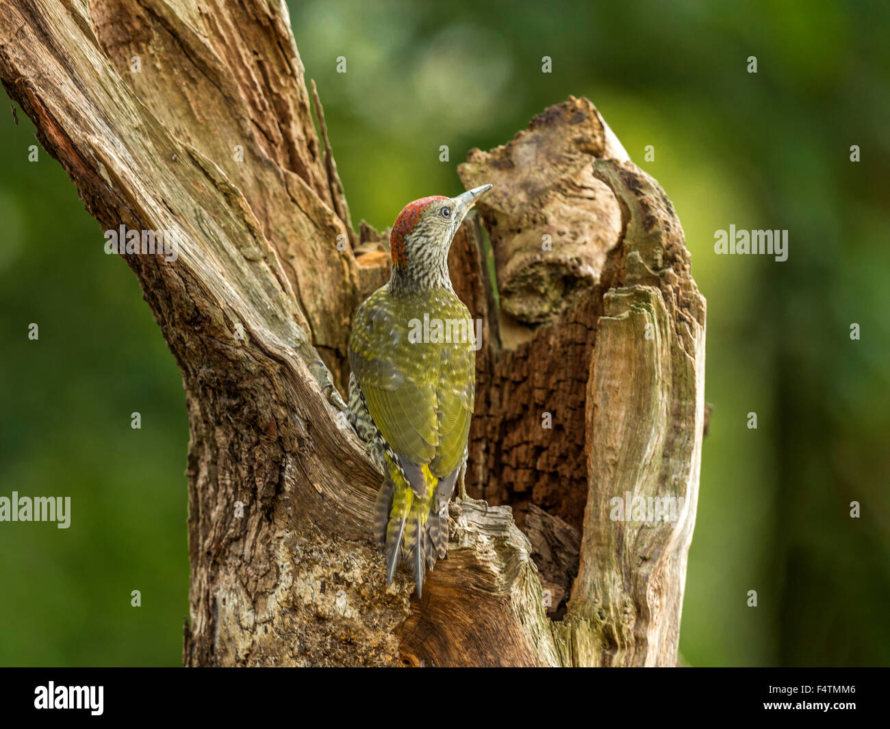 Juvenile European Green Woodpecker (Picus viridis) foraging in natural ...