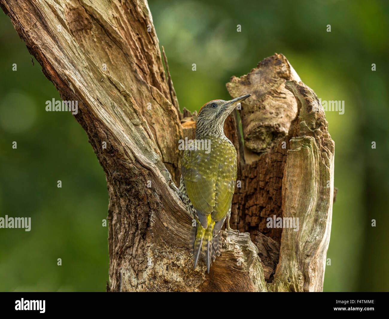 Juvenile European Green Woodpecker (Picus viridis) foraging in natural ...