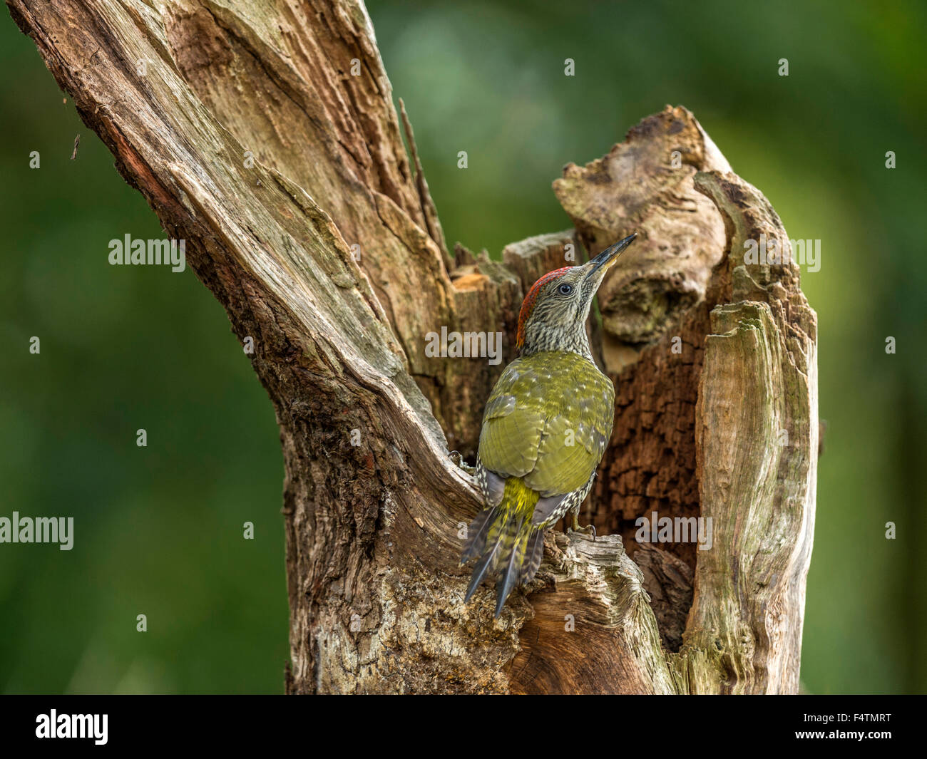 Juvenile European Green Woodpecker (Picus viridis) foraging in natural ...