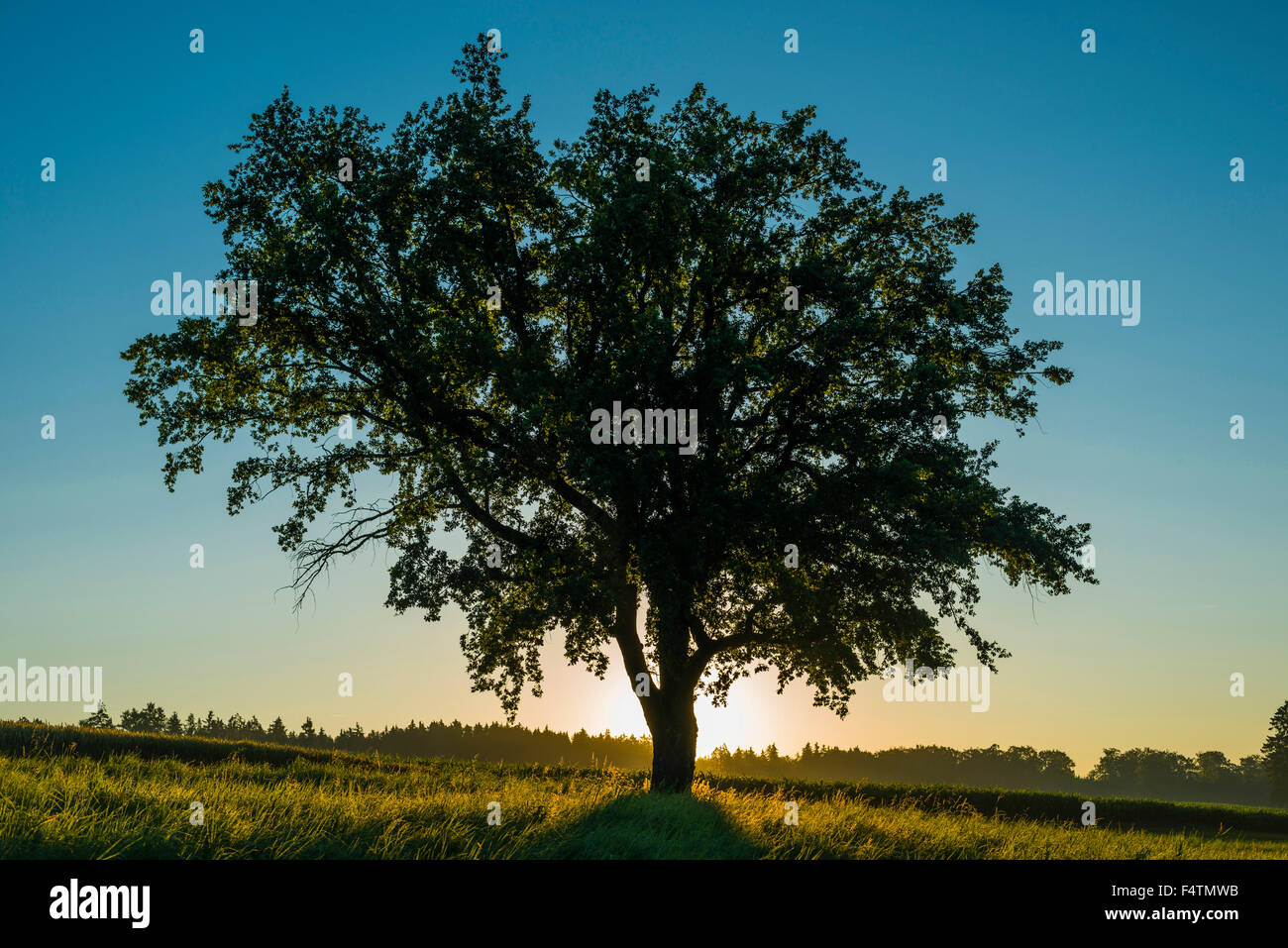 Old common oak, Baden-Wurttemberg, tree, beech plant, German oak ...