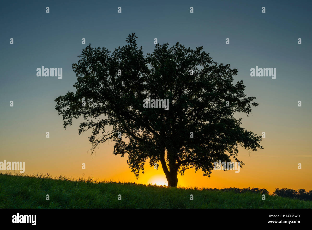Old common oak, Baden-Wurttemberg, tree, beech plant, German oak ...