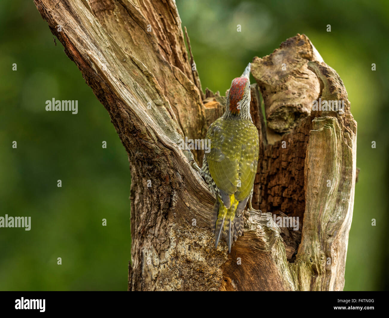 Juvenile European Green Woodpecker (Picus viridis) foraging in natural ...