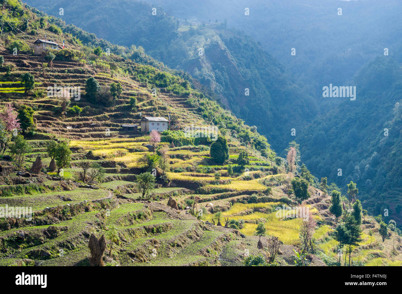 Agricultural landscape with farmers houses and terrace fields on the ...