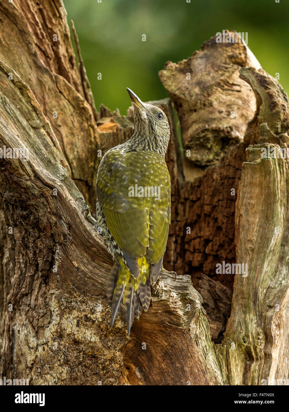 Juvenile European Green Woodpecker (Picus viridis) foraging in natural ...
