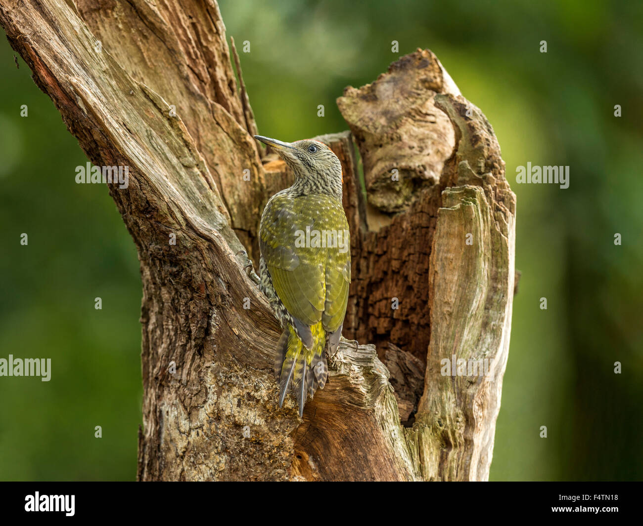 Juvenile European Green Woodpecker (Picus viridis) foraging in natural ...