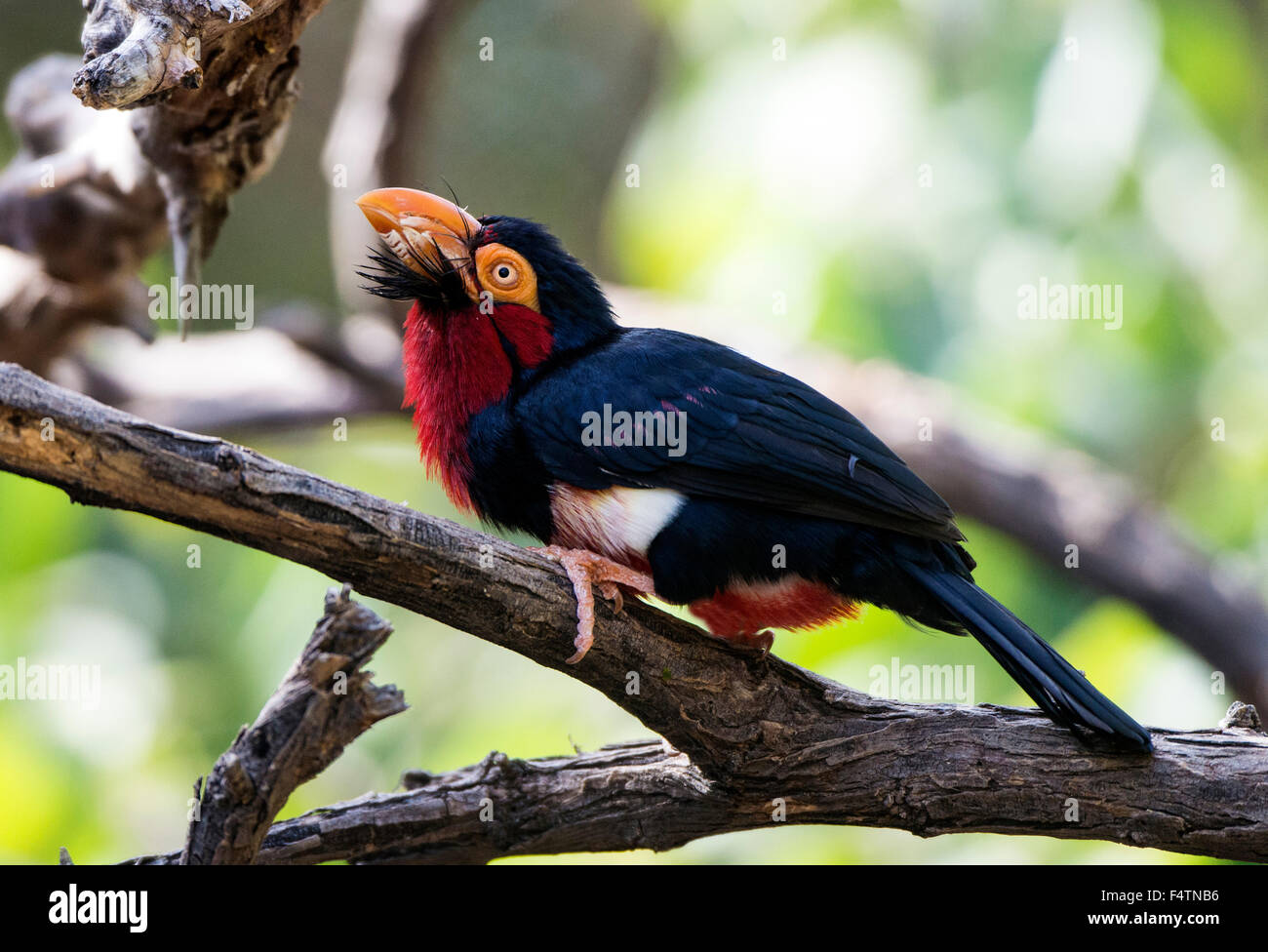 bearded barbet, Lybius dubius, bird, barbet Stock Photo - Alamy