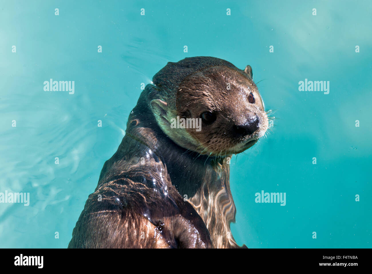 spotted necked otter, otter, lutra maculicollis, animal Stock Photo - Alamy