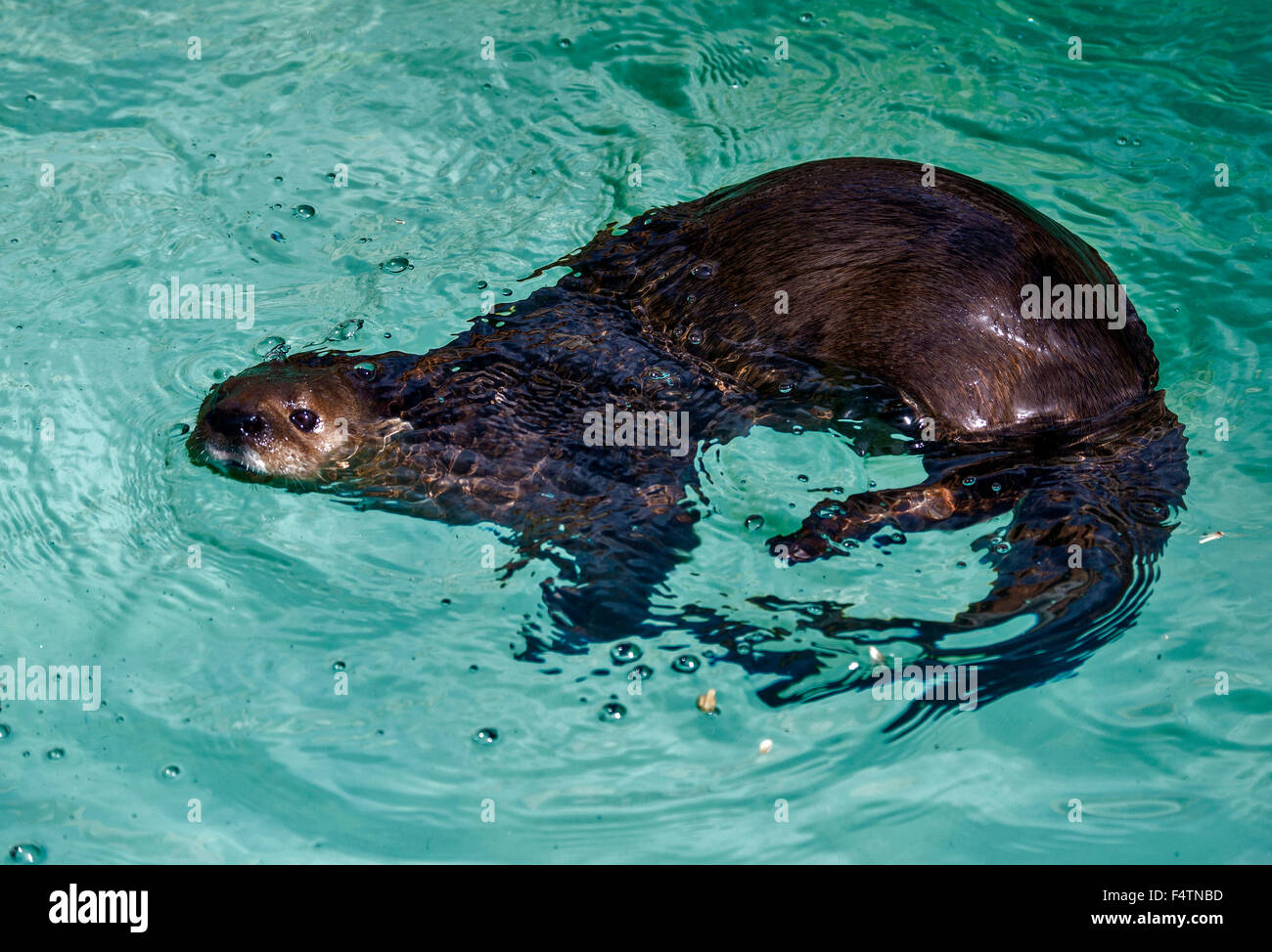 spotted necked otter, otter, lutra maculicollis, animal Stock Photo - Alamy