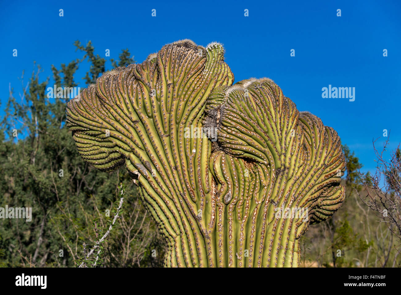 Crested cactus hi-res stock photography and images - Alamy