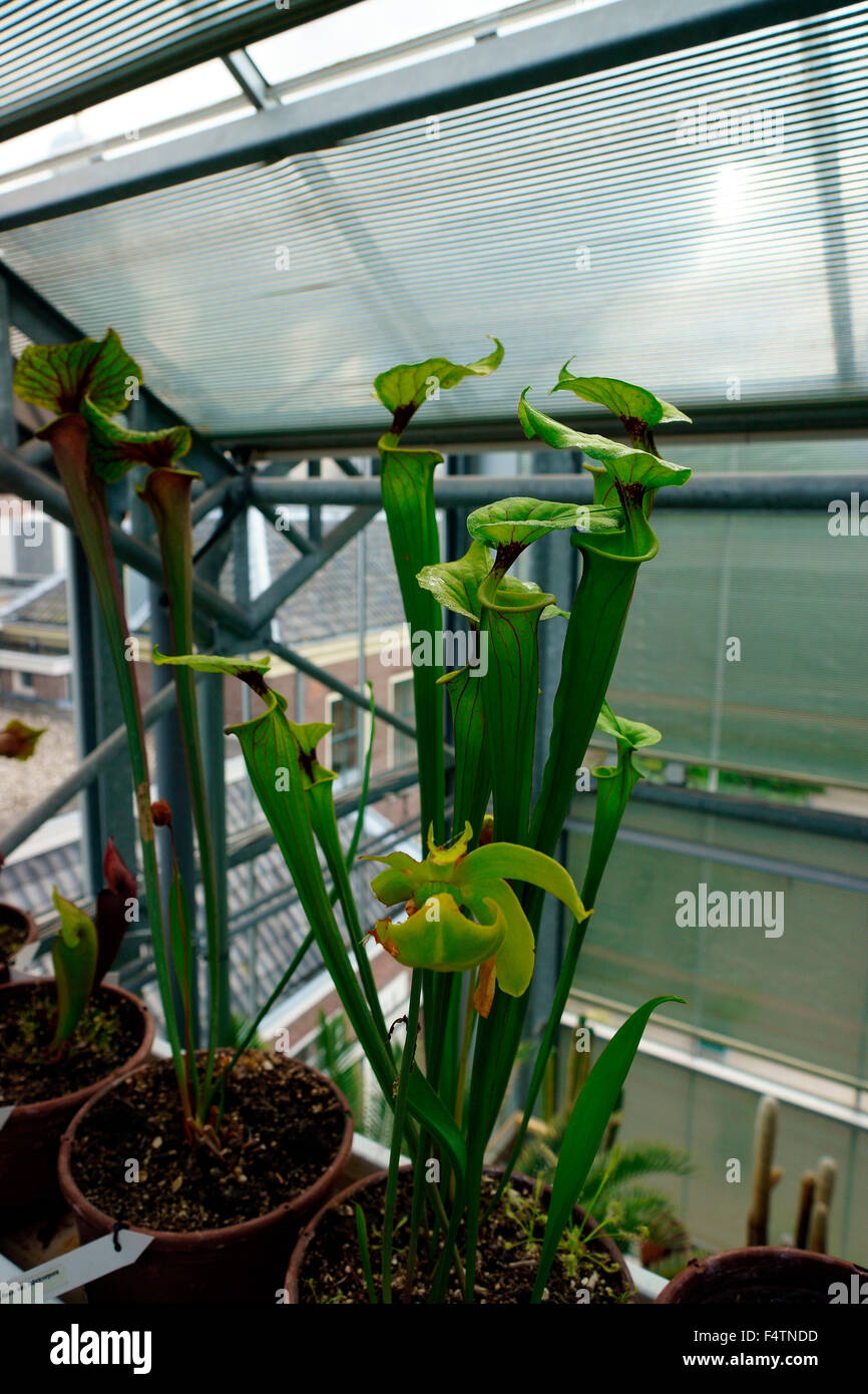 Tree shrew pitcher plant hi-res stock photography and images - Alamy