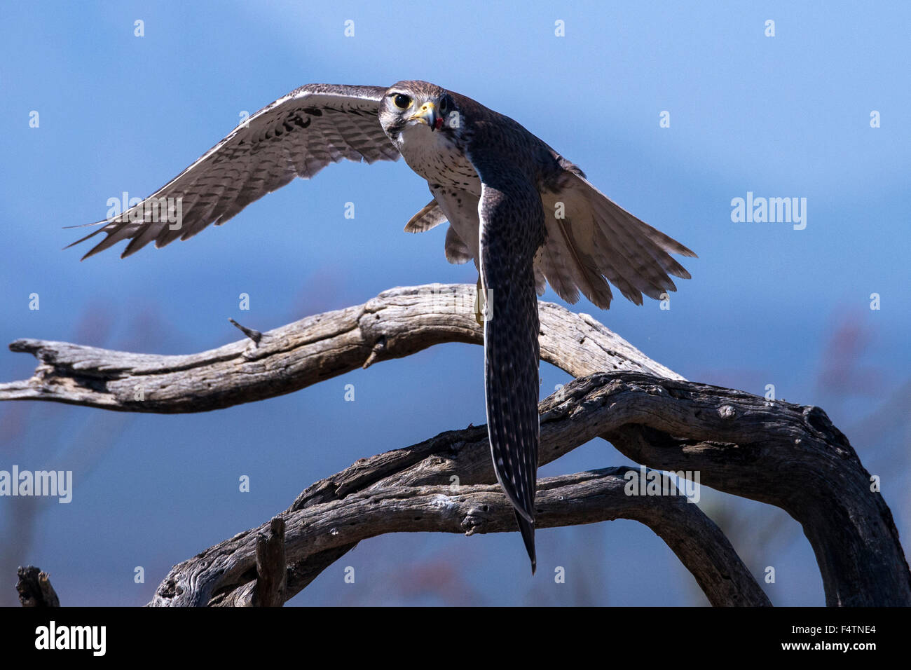 peregrine falcon, Falco peregrinus, falcon, USA, America, bird Stock ...