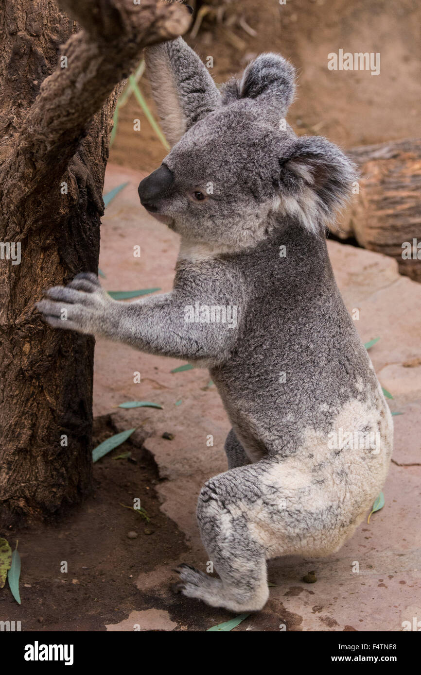 koala, phascolarctos cinereus, koala bear, animal Stock Photo - Alamy