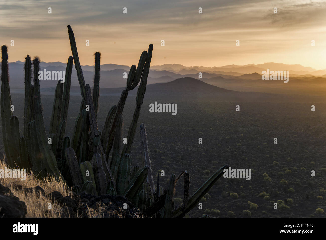 pinacate, biosphere, reserve, Mexico, Central America, cactus, sunset ...
