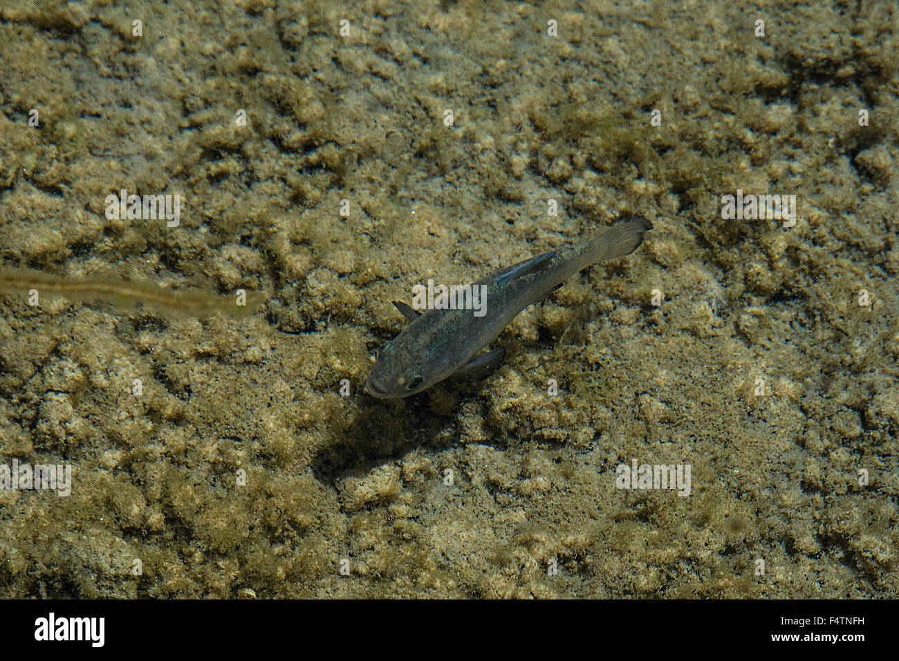 Pupfish hi-res stock photography and images - Alamy