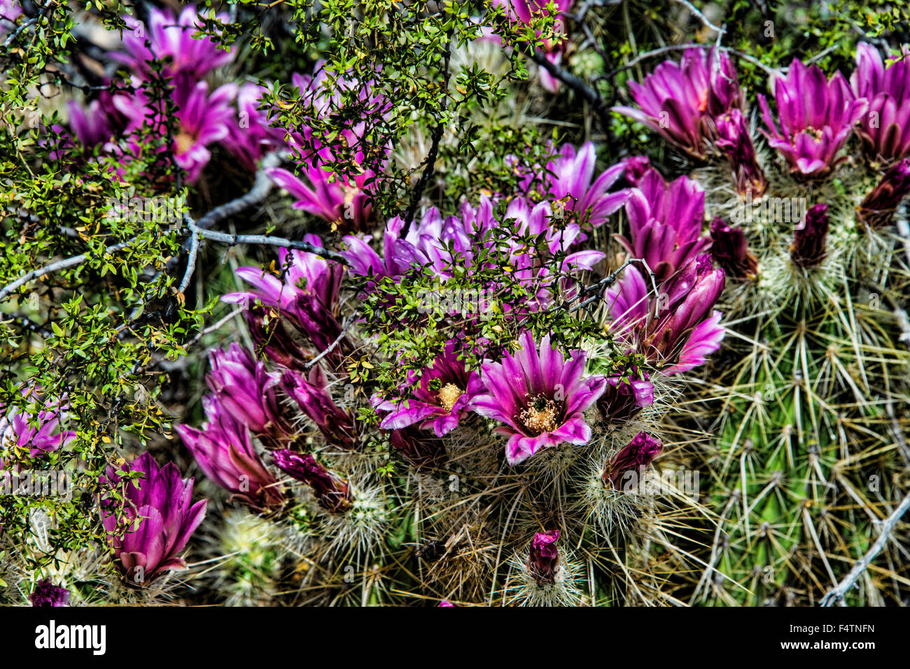 Echinocereus hi-res stock photography and images - Alamy