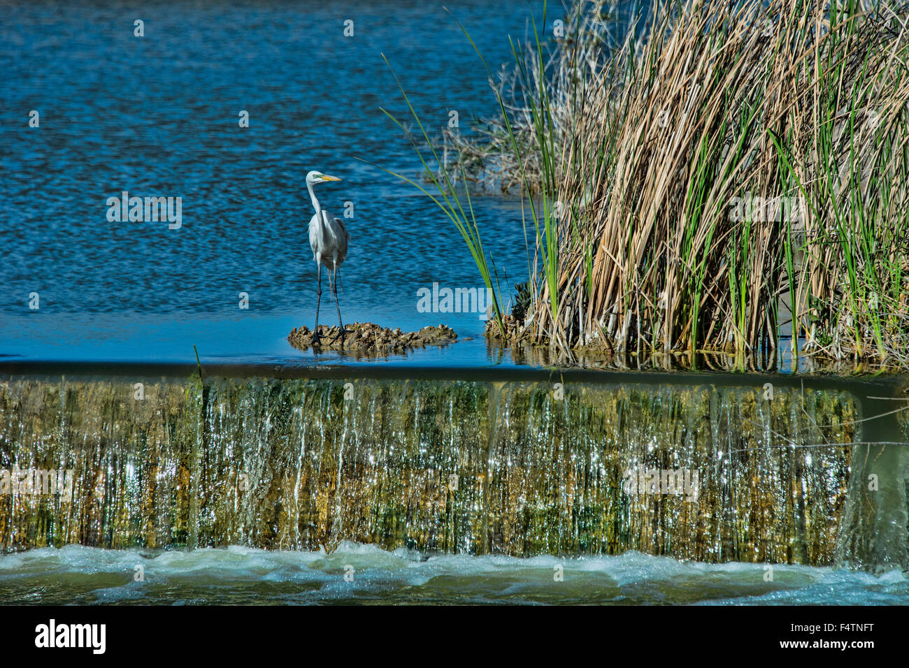 squaw lake, lake, landscape, recreation area, Arizona, USA, America ...