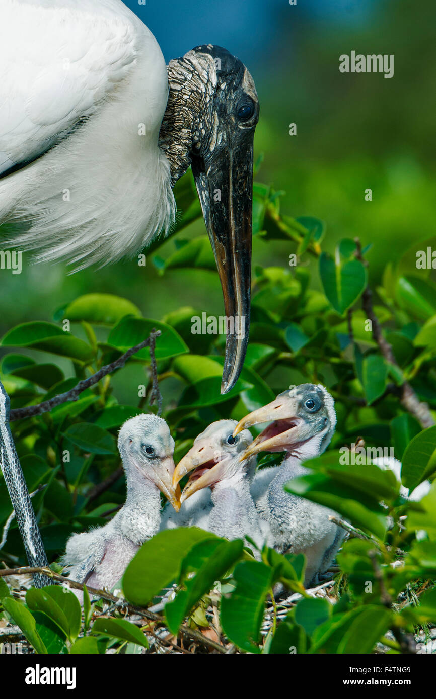 wood stork, wood ibis, mycteria americana, Florida, USA, America, stork ...