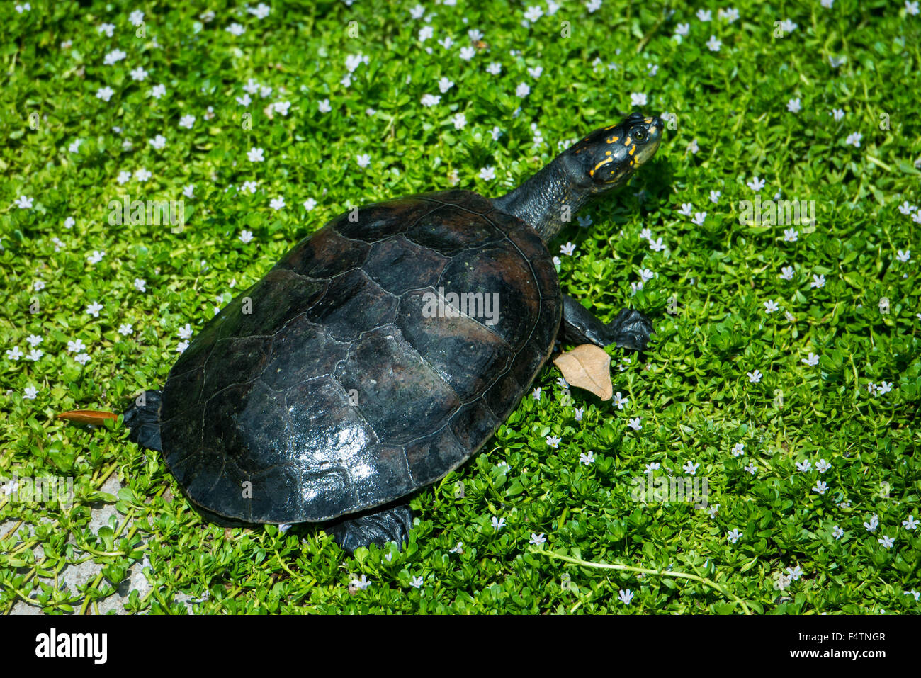 Florida turtle hi-res stock photography and images - Alamy