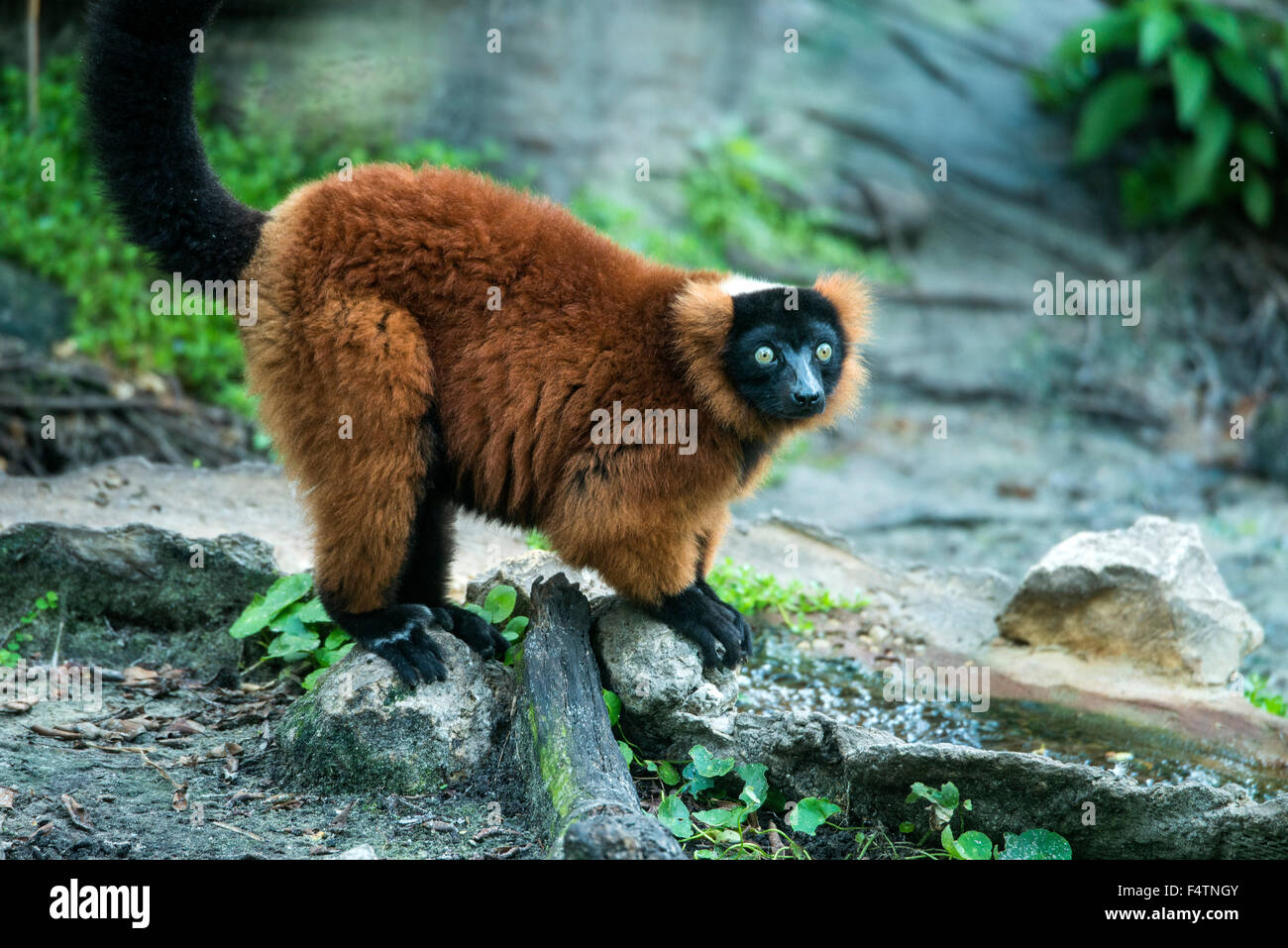 red ruffed lemur, Varecia rubra, lemur, animal Stock Photo - Alamy