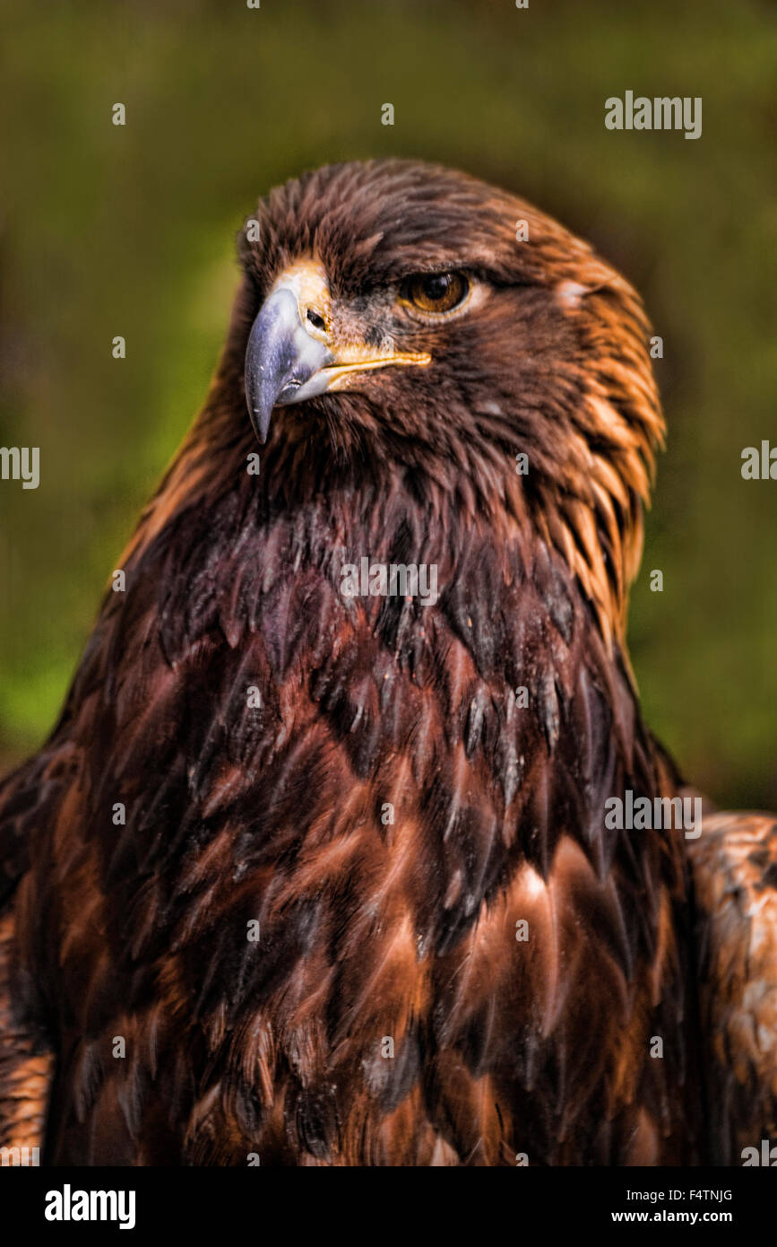 golden eagle, aquila chrysaetus, eagle, USA, America, bird Stock Photo ...