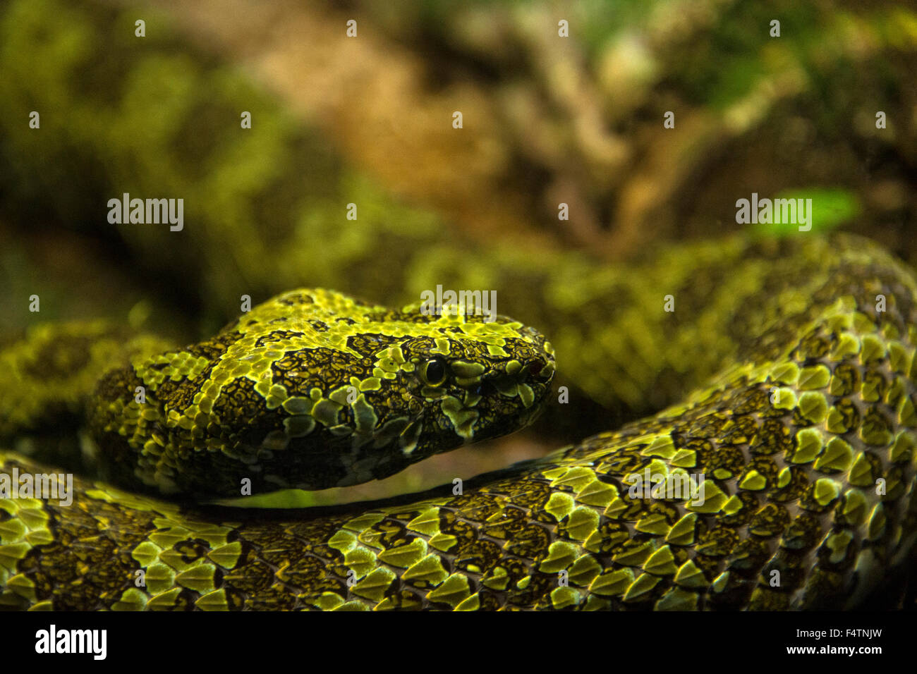mangshan viper, Trimeresurus mangshanensis, viper, snake, animal Stock ...