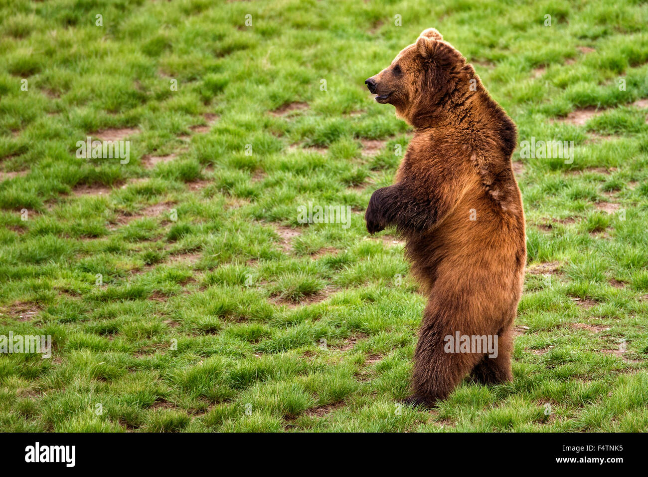 grizzly bear, ursus arctos, bear, USA, America, animal Stock Photo - Alamy