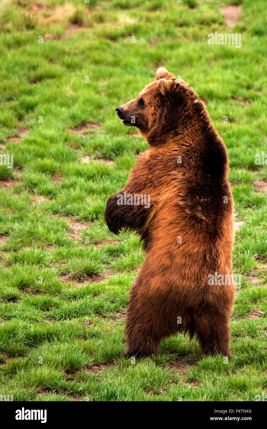 Ursus arctos bear hi-res stock photography and images - Alamy