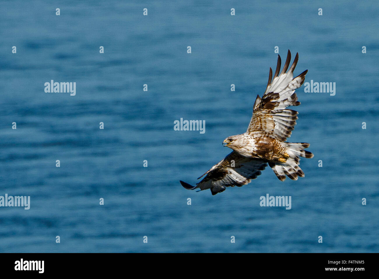 rough legged hawk, flying, Buteo lagopus, national petroleum reserve ...