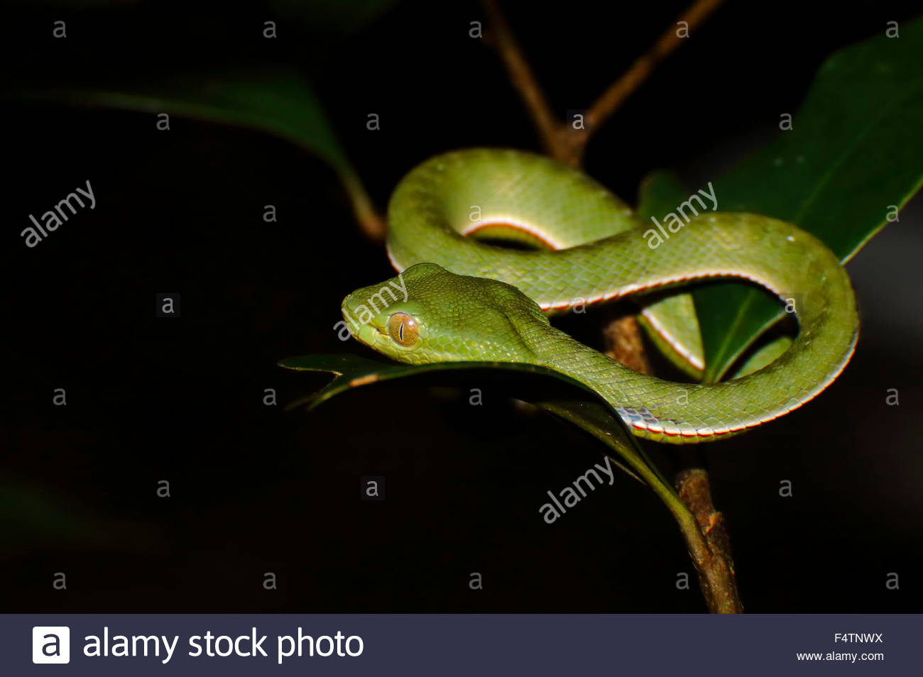 Baby Viper Snake Stock Photos & Baby Viper Snake Stock Images - Alamy