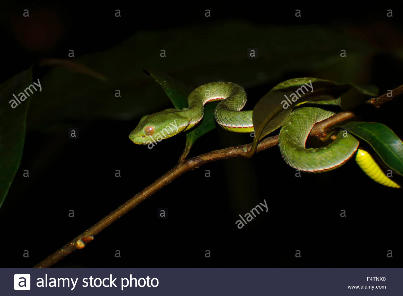 Baby Viper Snake Stock Photos & Baby Viper Snake Stock Images - Alamy