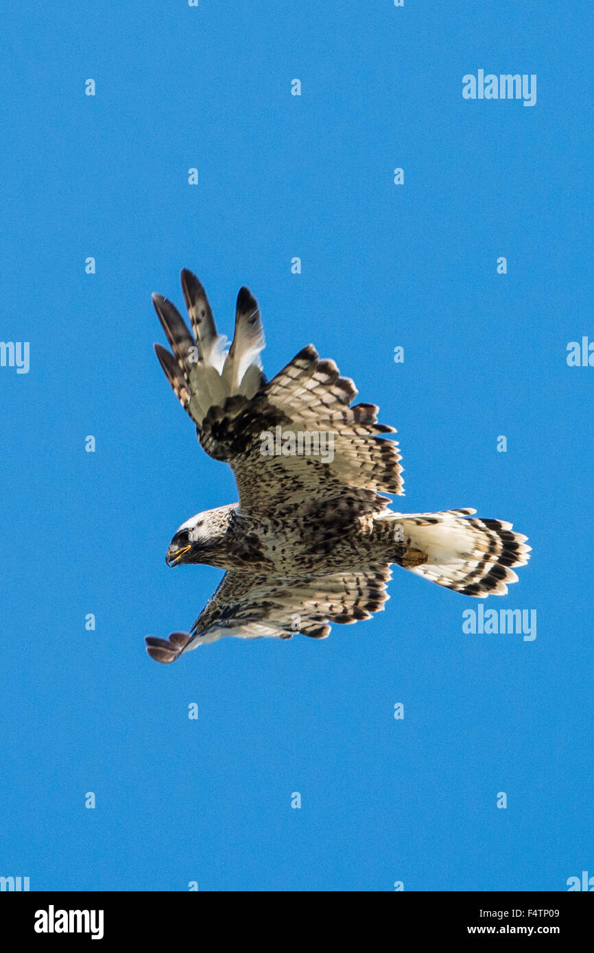 rough legged hawk, flying, Buteo lagopus, national petroleum reserve ...