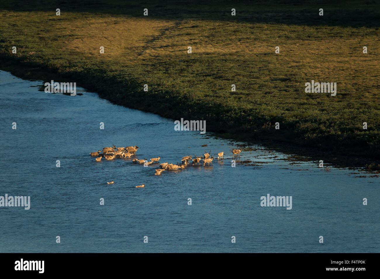 Swim river hi-res stock photography and images - Alamy