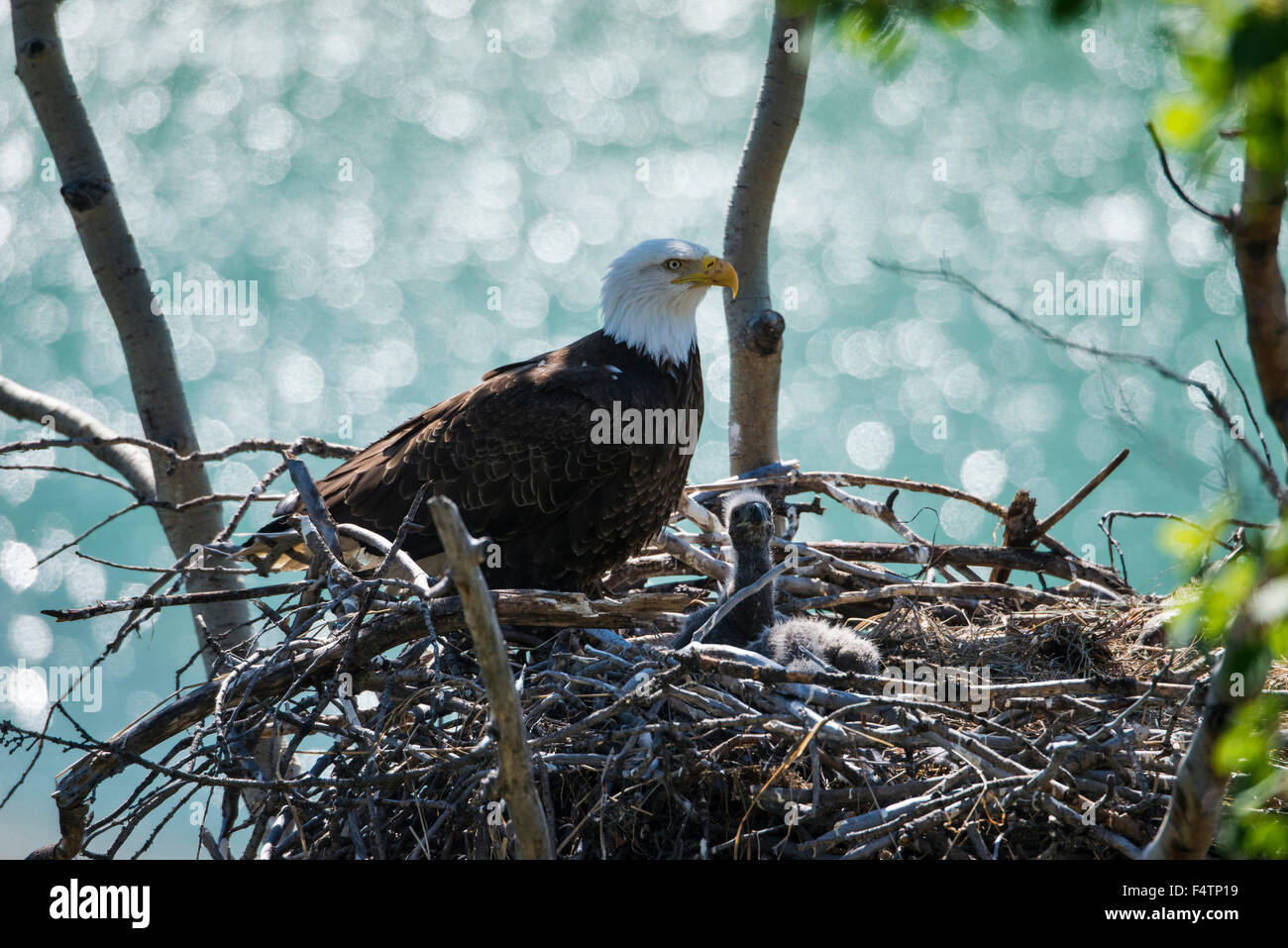 bald eagle, Haliaeetus leucocephalus, nesting, Yukon, Canada, eagle, young, bird Stock Photo - Alamy