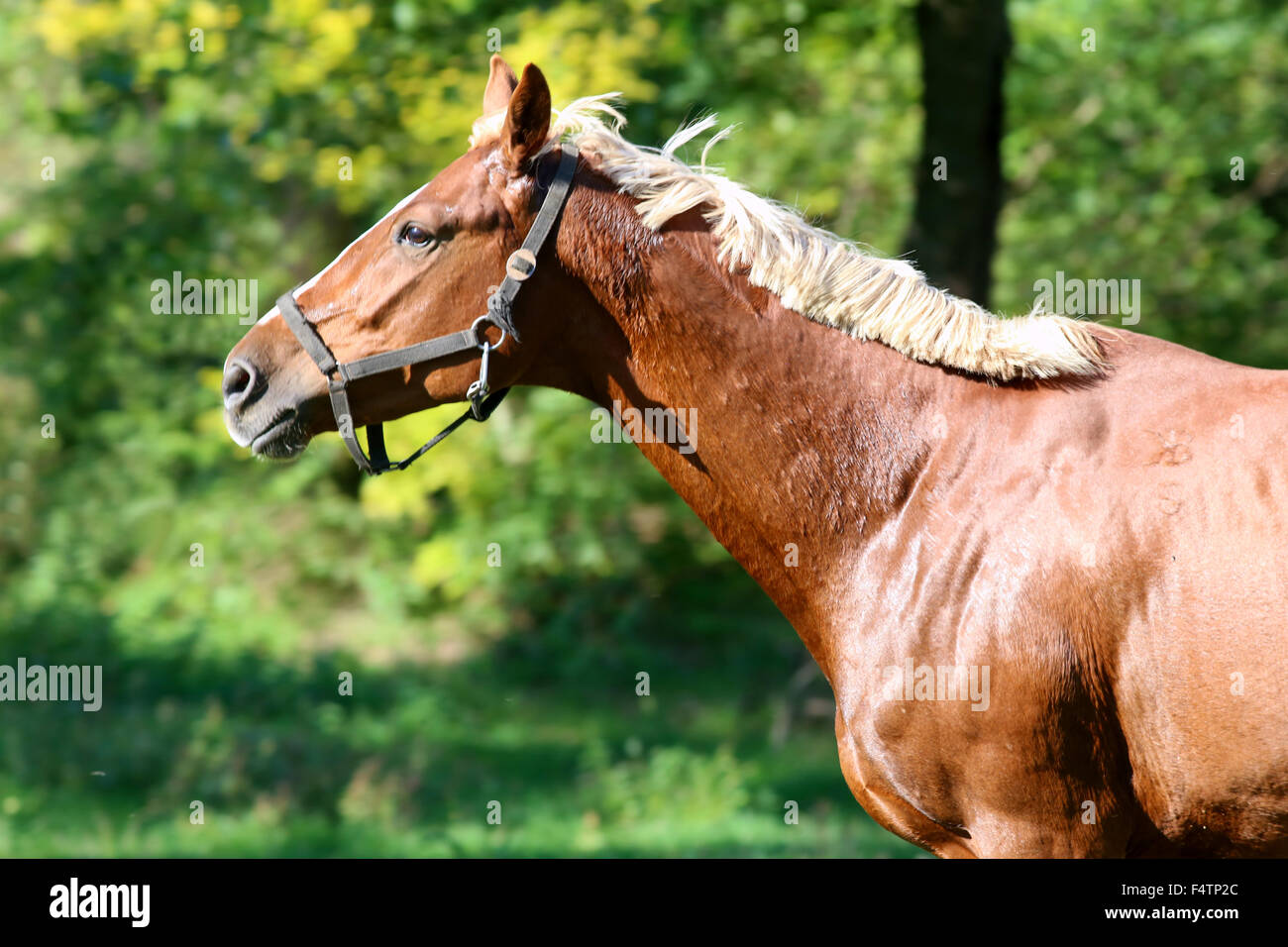 Chestnut thoroughbred horse galloping on hi-res stock photography and ...