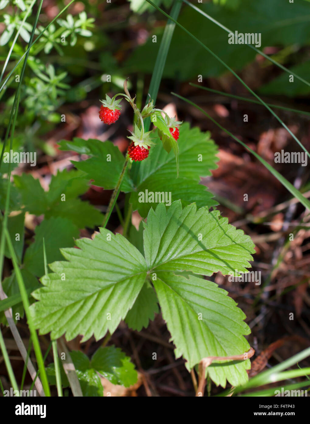 Strawberry bush hi-res stock photography and images - Alamy