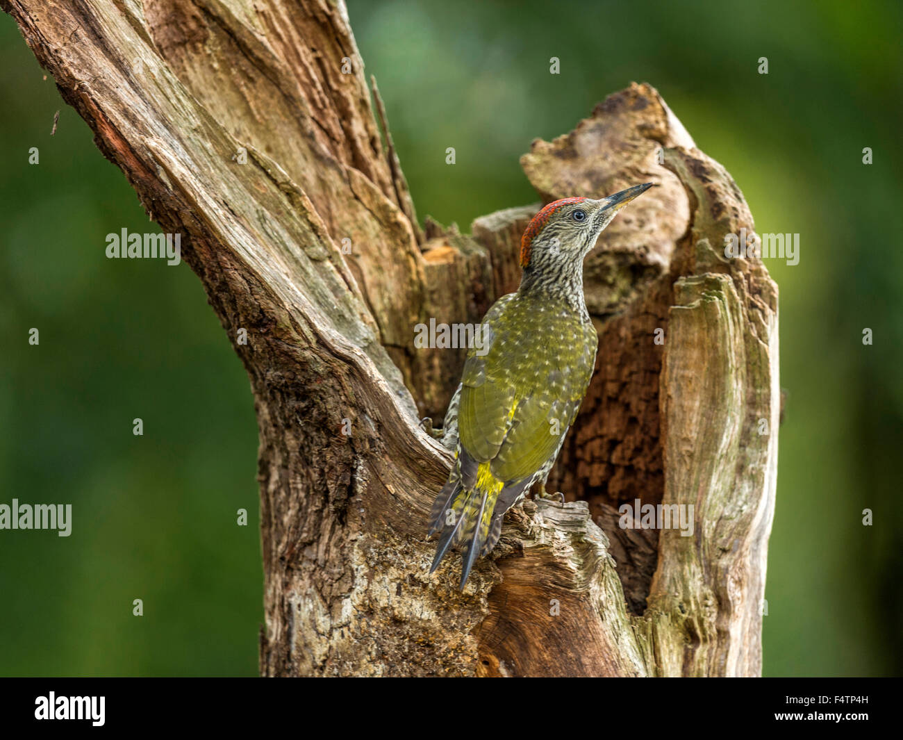 Juvenile European Green Woodpecker (Picus viridis) foraging in natural ...