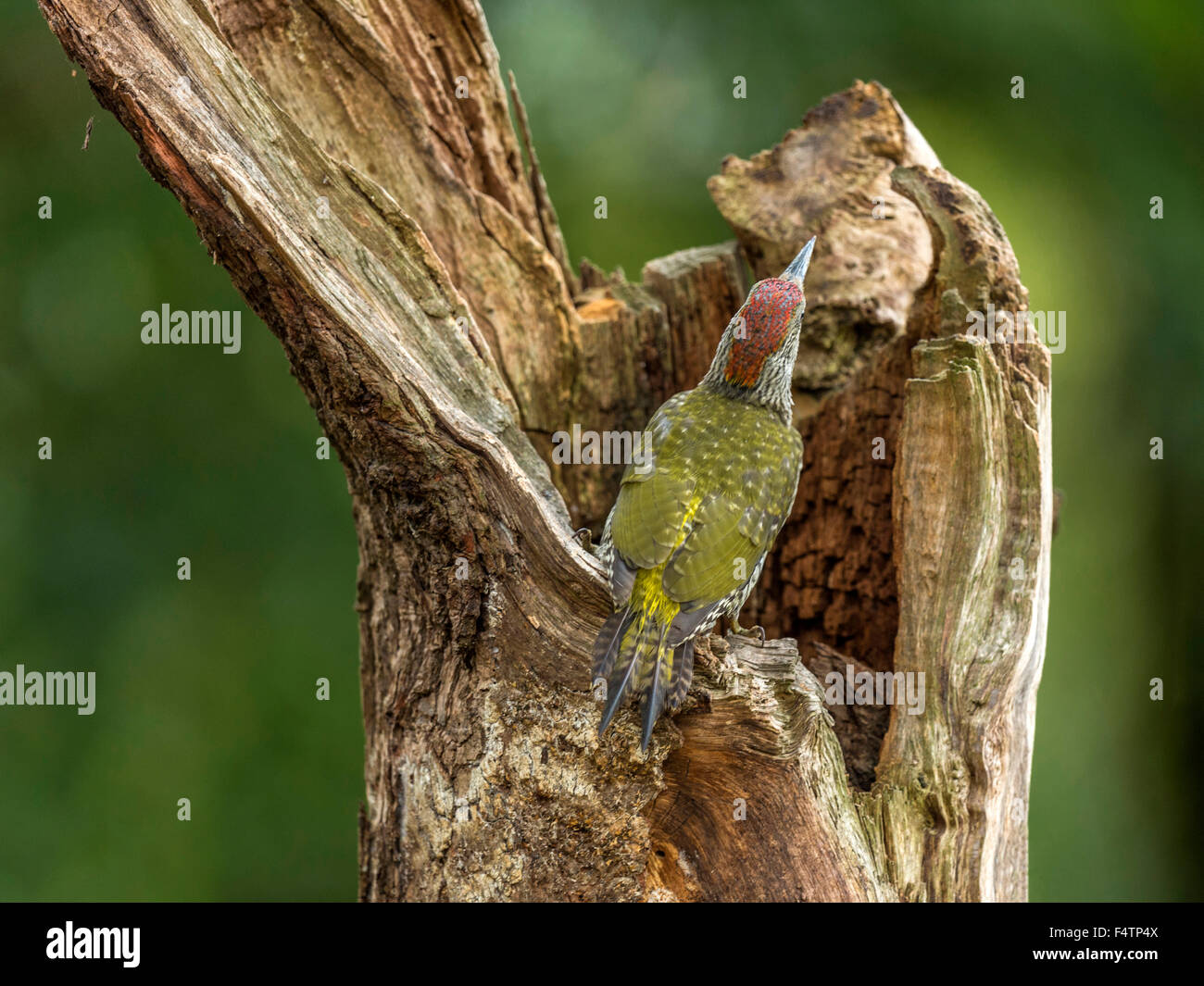 Juvenile European Green Woodpecker (Picus viridis) foraging in natural ...