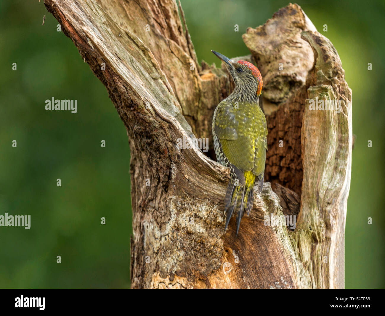 Juvenile European Green Woodpecker (Picus viridis) foraging in natural ...