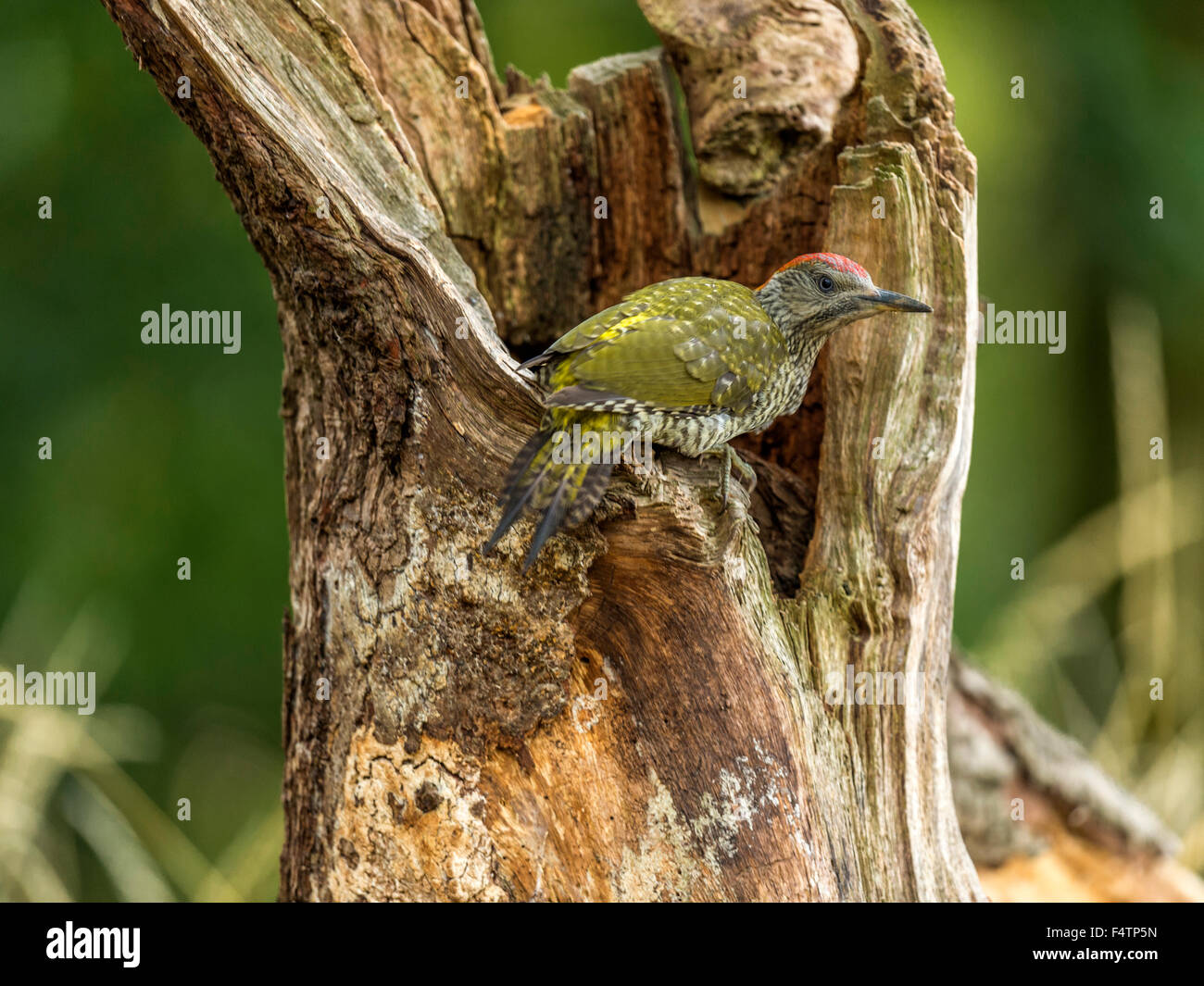 Juvenile European Green Woodpecker (Picus viridis) foraging in natural ...