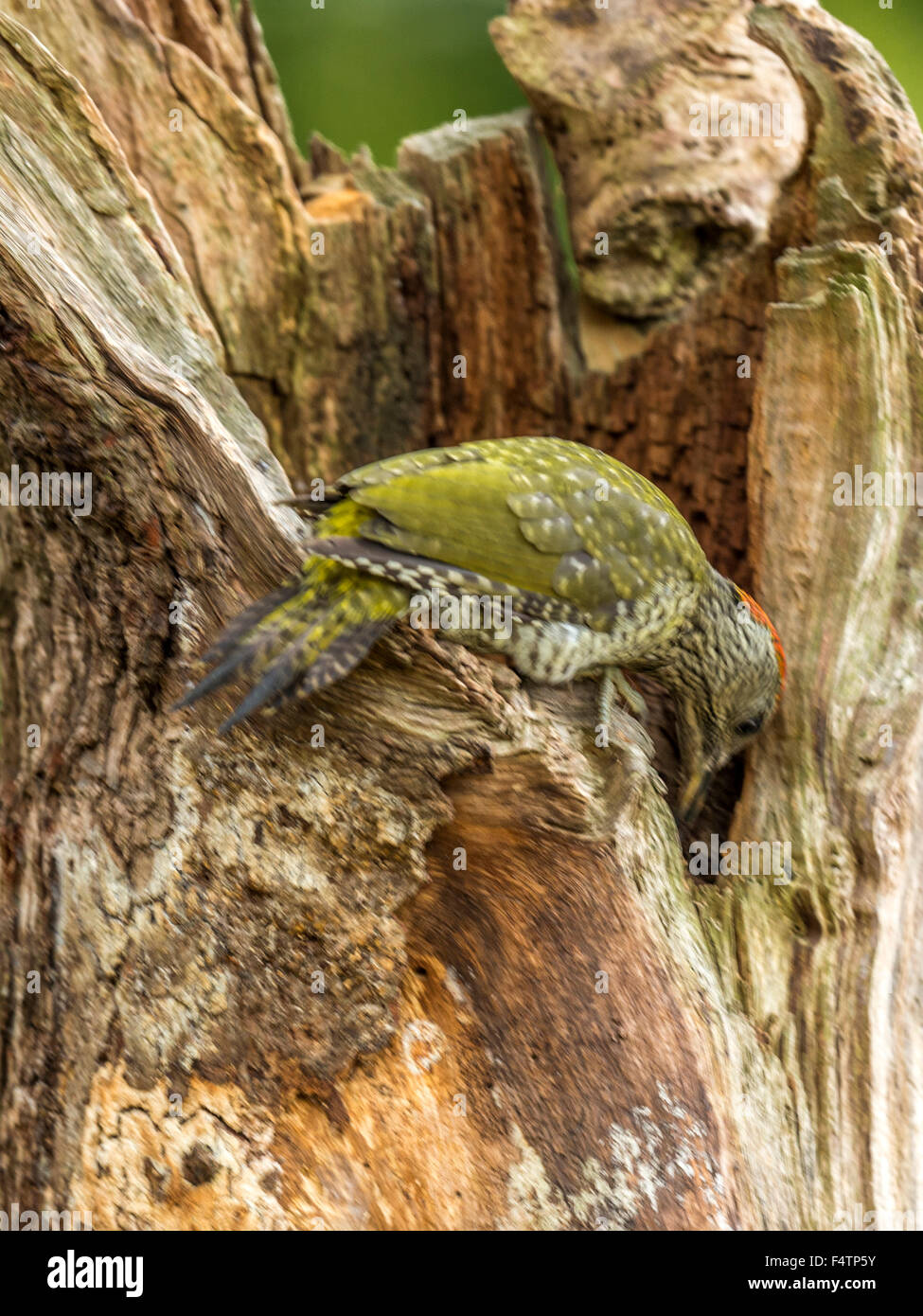 Juvenile European Green Woodpecker (Picus viridis) foraging in natural ...