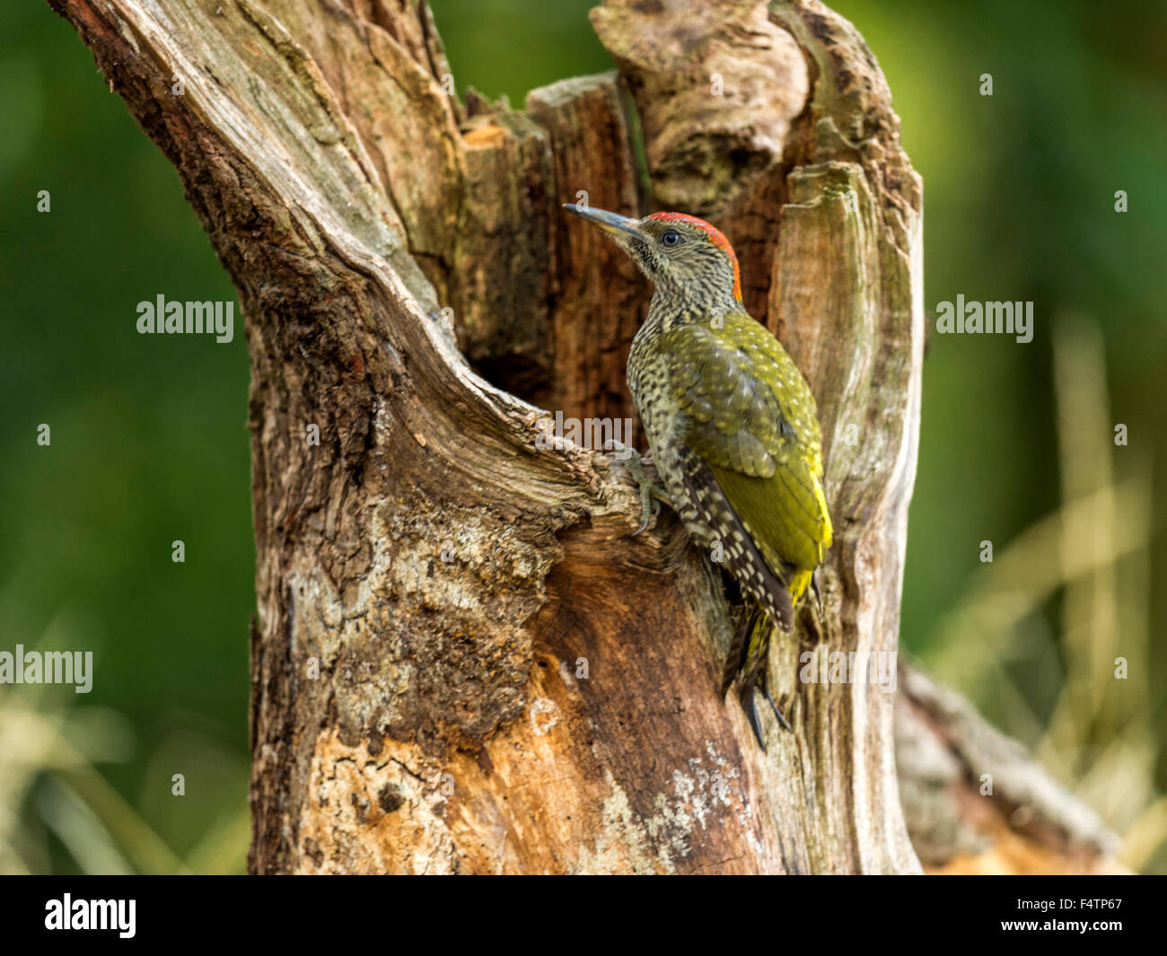 Juvenile European Green Woodpecker (Picus viridis) foraging in natural ...