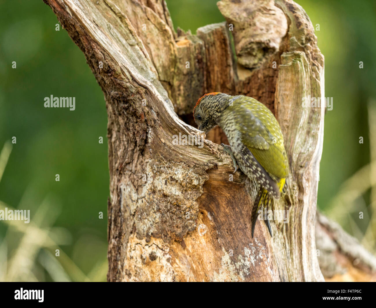 Juvenile European Green Woodpecker (Picus viridis) foraging in natural ...
