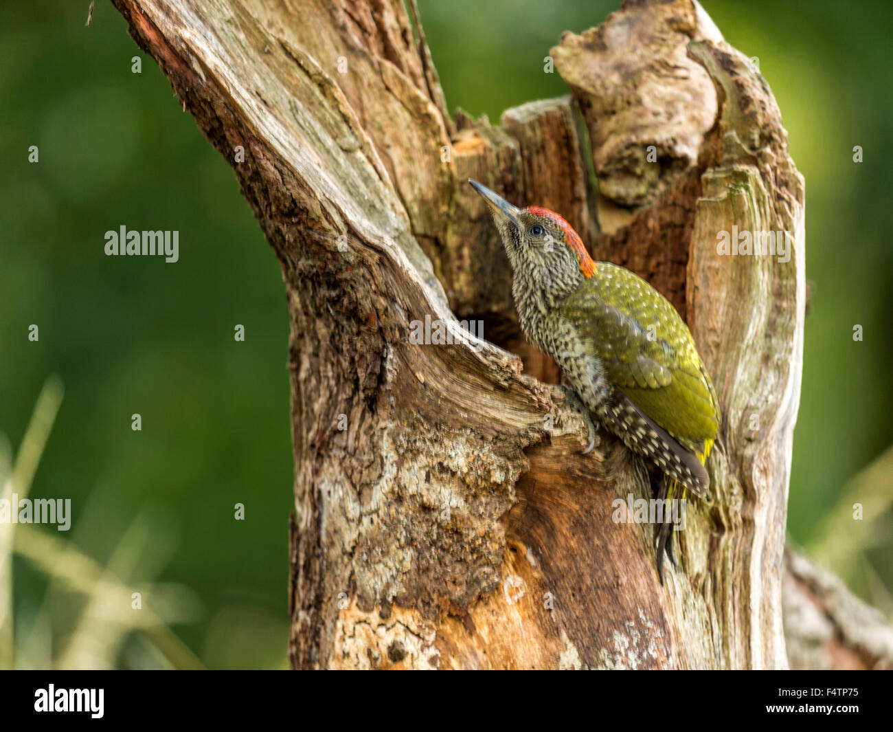 Juvenile European Green Woodpecker (Picus viridis) foraging in natural ...
